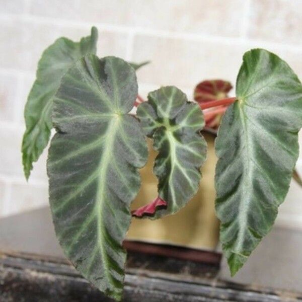 Goblin's Ear Begonia (Begonia Angularis) Plant Care & How to Grow, Water