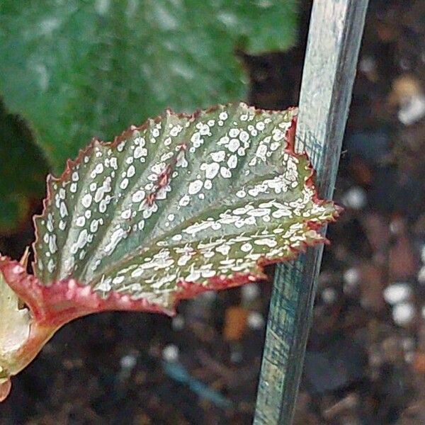 Begonia Augustae Plant Care & How to Grow, Water