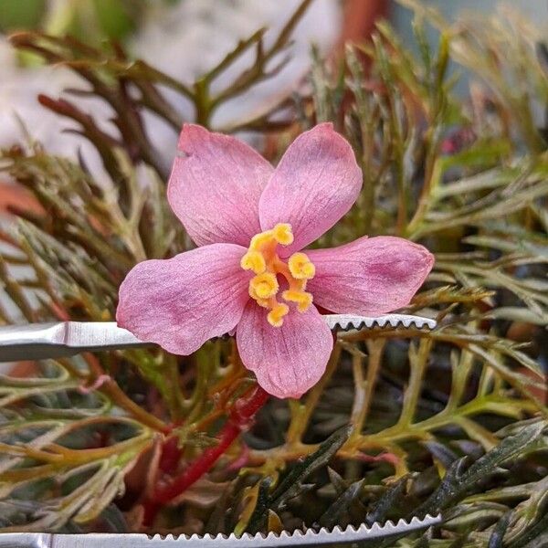 Fern Leaf Begonia (Begonia Bipinnatifida) Plant Care & How to Grow, Water