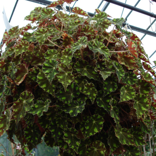 Eyelash Begonia (Begonia Bowerae) Plant Care & How to Grow, Water