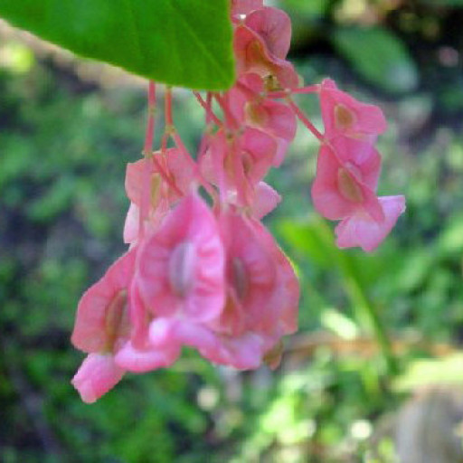 Scarlet Begonia (Begonia Coccinea) Plant Care & How to Grow, Water
