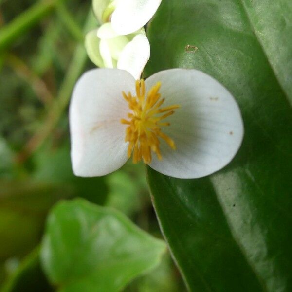 Begonia Comorensis Plant Care & How to Grow, Water