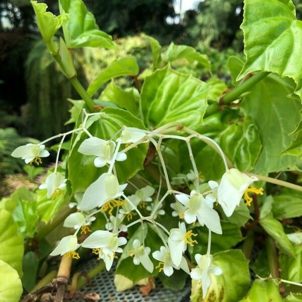 Morning-glory Begonia (Begonia Convolvulacea) Plant Care & How to Grow ...