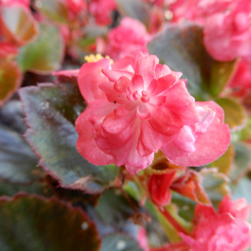 Wax Begonia (Begonia Cucullata) Plant Care & How to Grow, Water