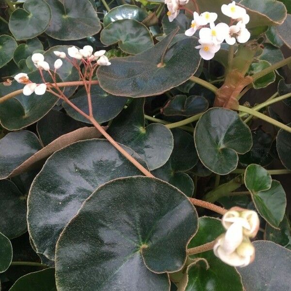 Begonia Curtii Plant Care & How to Grow, Water