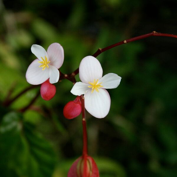 Native Begonia (Begonia Decandra) Plant Care & How to Grow, Water