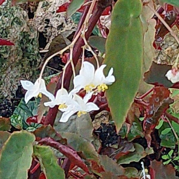 Begonia Dietrichiana Plant Care & How to Grow, Water