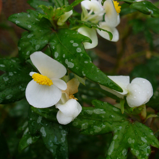 Grape-Leaf Begonia (Begonia Dregei) Plant Care & How to Grow, Water