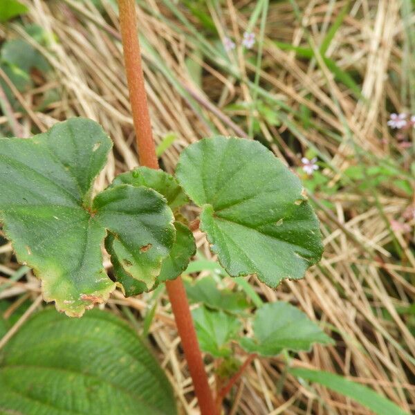 Begonia Fischeri Plant Care & How to Grow, Water