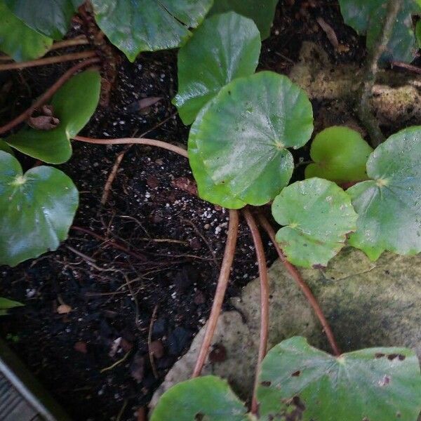 Rewarewa (Knightia Excelsa) Plant Care & How to Grow, Water