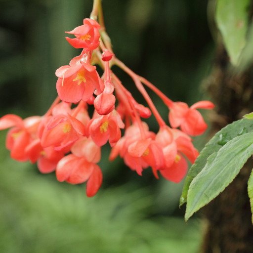 Fuchsia Begonia (Begonia Foliosa) Plant Care & How to Grow, Water