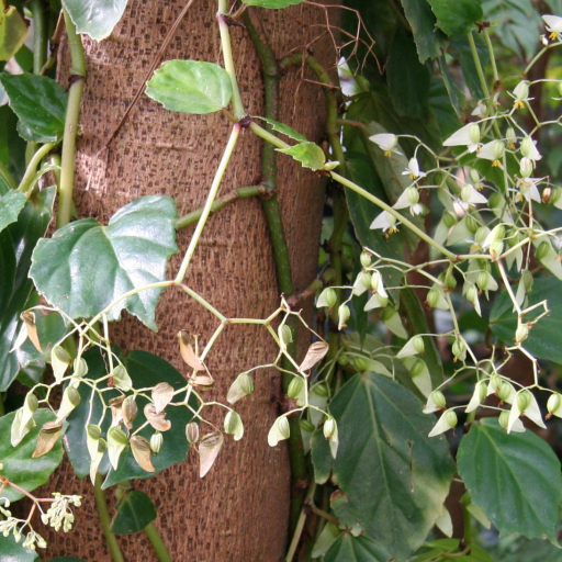 Begonia Glabra Plant Care & How to Grow, Water