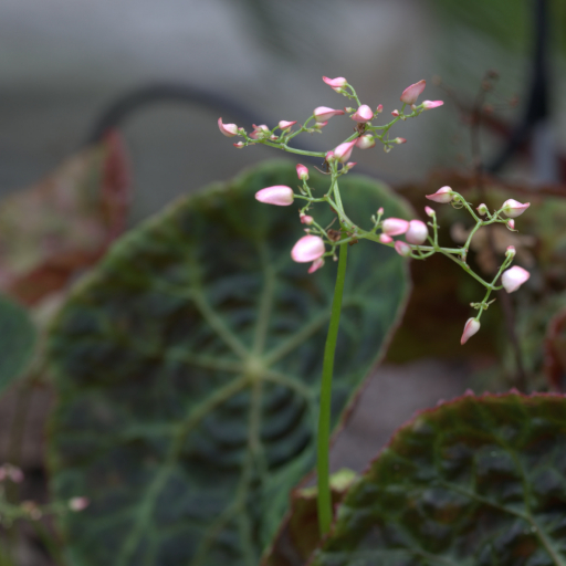 Fire-King Begonia (Begonia Goegoensis) Plant Care & How to Grow, Water