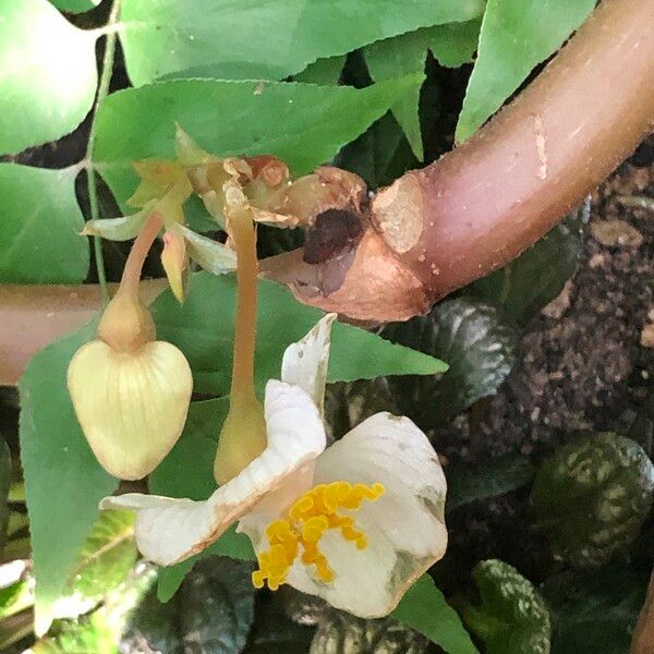 Begonia Handelii Care Guide: Water, Soil & Propagation - Plantiary