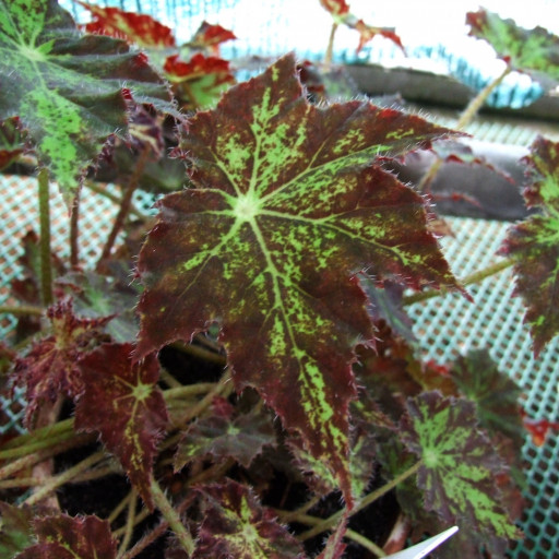 Starleaf Begonia (Begonia Heracleifolia) Plant Care & How to Grow, Water