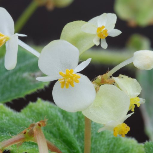 Brazilian Begonia (Begonia Hirtella) Plant Care & How to Grow, Water