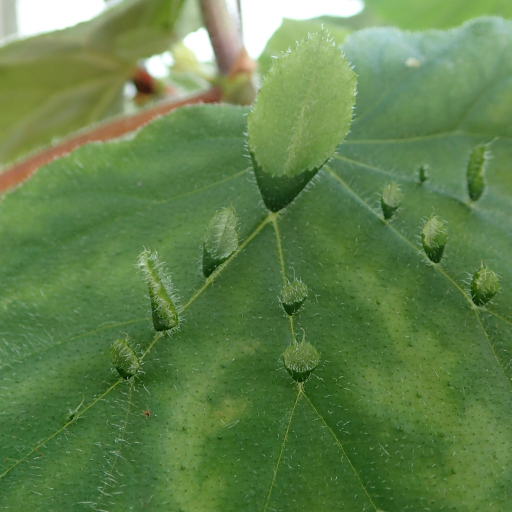 Piggyback Begonia (Begonia Hispida) Plant Care & How to Grow, Water