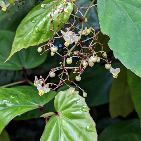 Begonia Isoptera Plant Care & How to Grow, Water