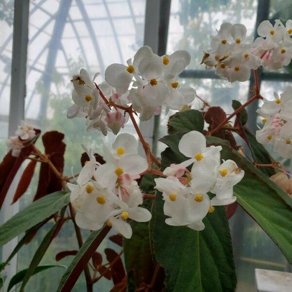 Begonia Juliana Care Guide: Water, Soil & Propagation - Plantiary