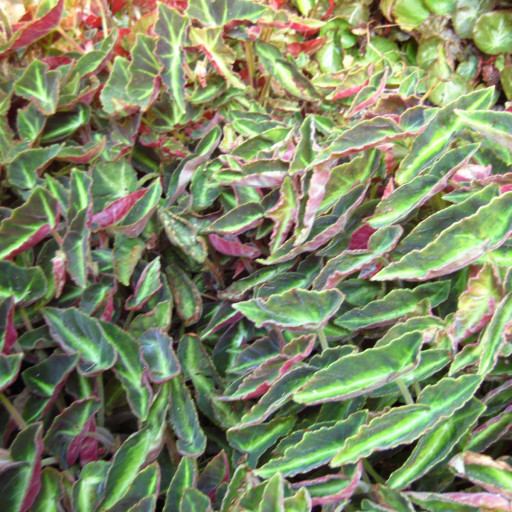 Striped Begonia (Begonia Listada) Plant Care & How to Grow, Water