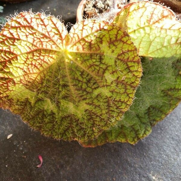 Begonia Longiciliata Plant Care & How to Grow, Water