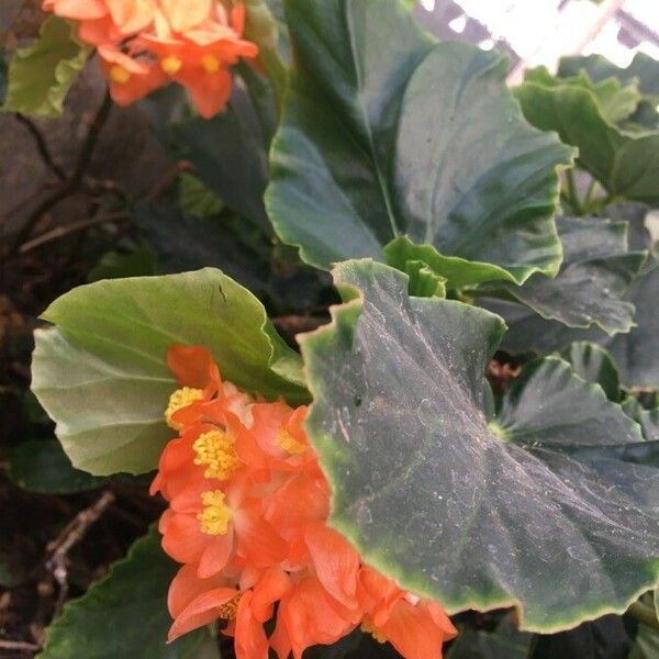 Begonia Dichroa (Begonia Lunaris) Plant Care & How to Grow, Water