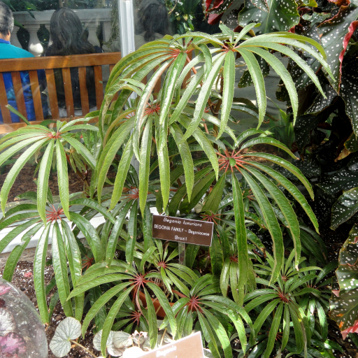 Palm-Leaf Begonia (Begonia Luxurians) Plant Care & How to Grow, Water