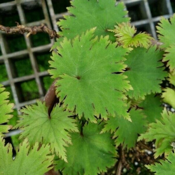 Begonia Lyallii Plant Care & How to Grow, Water