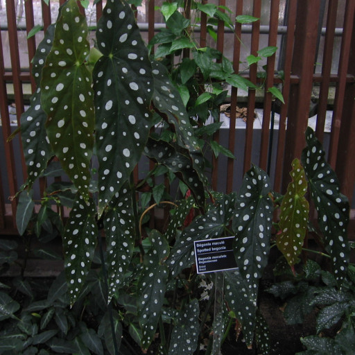 Polka Dot Begonia (Begonia Maculata) Plant Care & How to Grow, Water