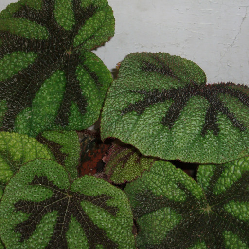 Turtleweed (Batis Maritima) Plant Care & How to Grow, Water