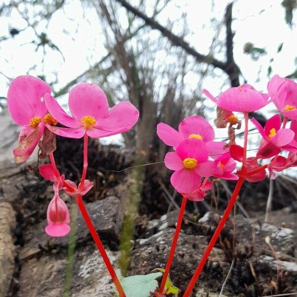 Begonia Micranthera Care Guide: Water, Soil & Propagation - Plantiary