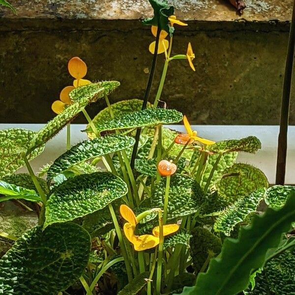 Begonia Microsperma Plant Care & How to Grow, Water