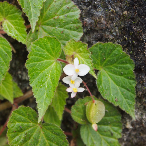 Begonia Minicarpa Care Guide: Water, Soil & Propagation - Plantiary