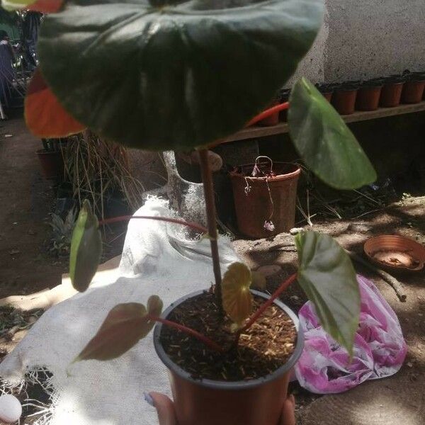 Begonia (Begonia Multinervia) Plant Care & How to Grow, Water