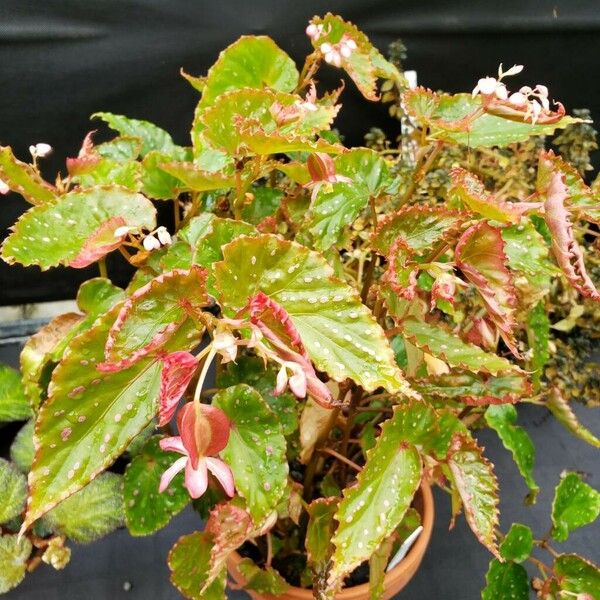 Begonia Negrosensis Plant Care & How to Grow, Water