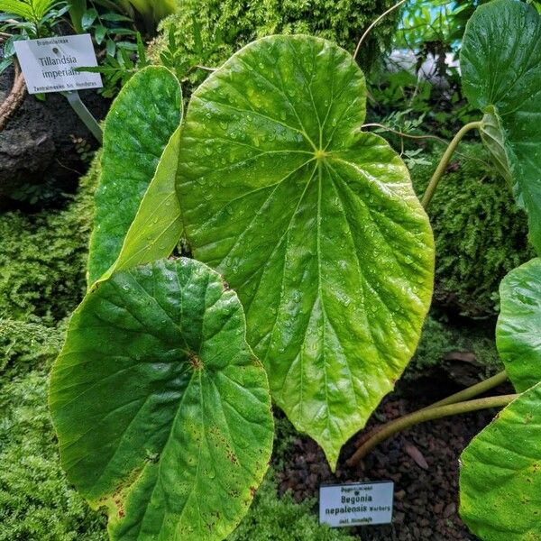 Begonia Nepalensis Care Guide: Water, Soil & Propagation - Plantiary