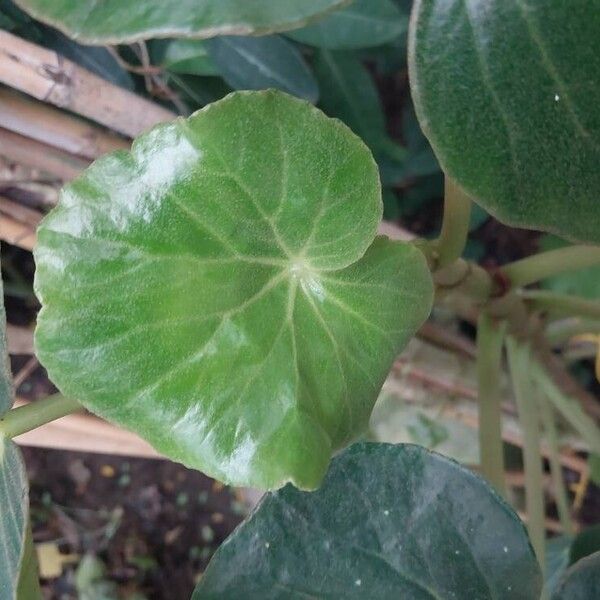Begonia Obdeltata Care Guide: Water, Soil & Propagation - Plantiary