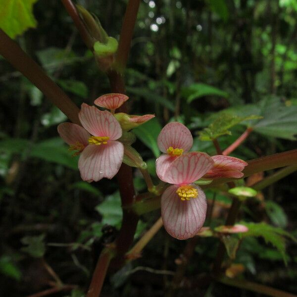 Begonia Oxyloba Care Guide: Water, Soil & Propagation - Plantiary
