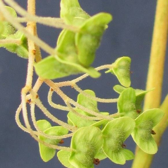 Begonia Parviflora Plant Care & How to Grow, Water
