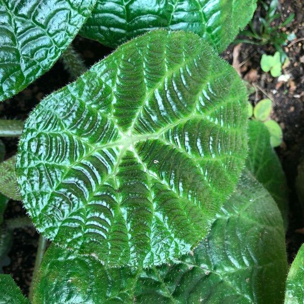 Spider Web Begonia (Begonia Paulensis) Plant Care & How to Grow, Water