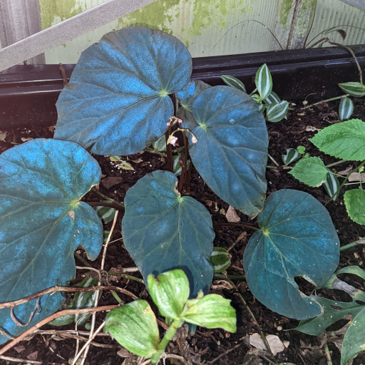 Peacock Begonia (Begonia Pavonina) Plant Care & How to Grow, Water