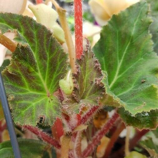 Pendulous Begonia (Begonia Pendula) Plant Care & How to Grow, Water
