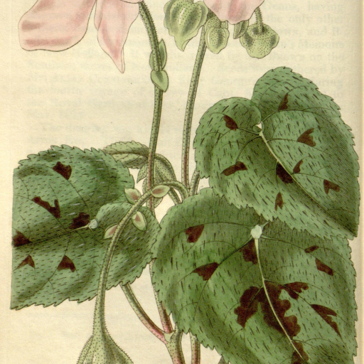 Painted Leaf Begonia (Begonia Picta) Plant Care & How to Grow, Water