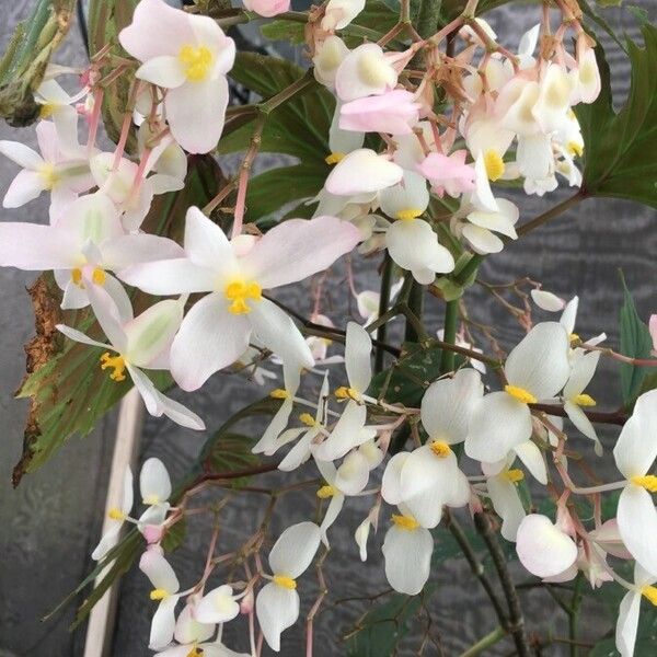 Begonia Platanifolia Plant Care & How to Grow, Water