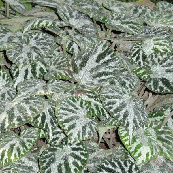Begonia Pustulata Plant Care & How to Grow, Water