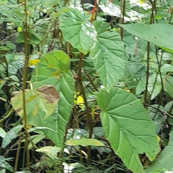 Begonia Pycnantha Plant Care & How to Grow, Water