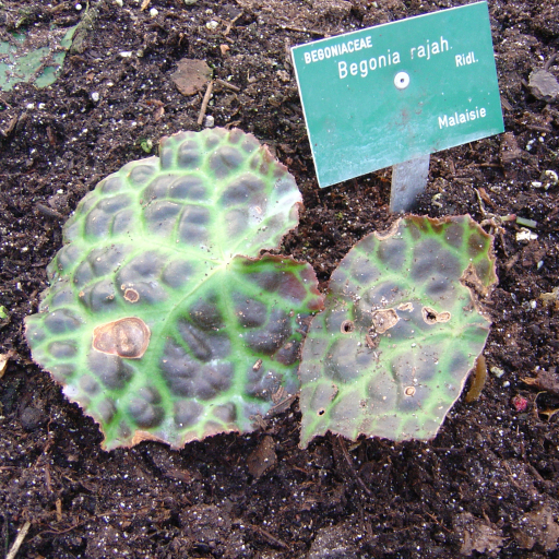 Begonia Rajah Plant Care & How to Grow, Water