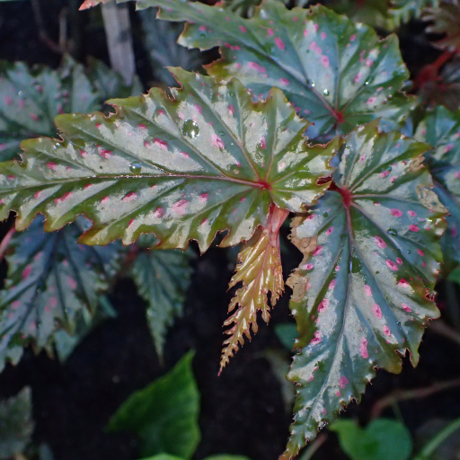 Pink Spot Begonia (Begonia Serratipetala) Care Guide: Water, Soil ...