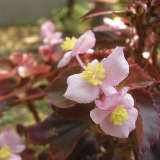 Begonia Spp. Plant Care & How to Grow, Water