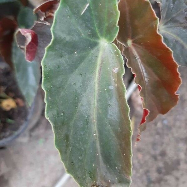 Begonia Stipulacea Plant Care & How to Grow, Water